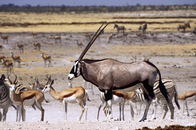 Safari wildlife of Namibia: Africa's greatest conservation success ...