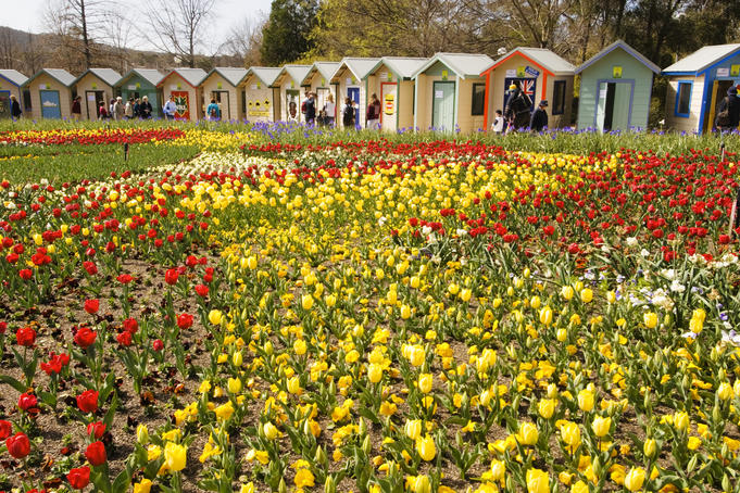 Spring in Australia: what to do around the country - Lonely Planet