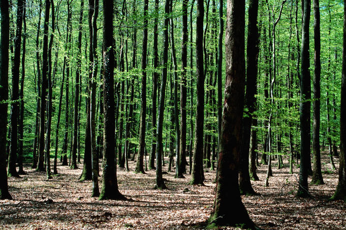 Normandy image gallery - Lonely Planet